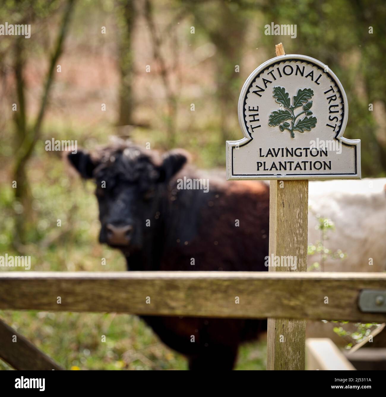Cattle grazing the National Trust Lavington Plantation near Graffham ...
