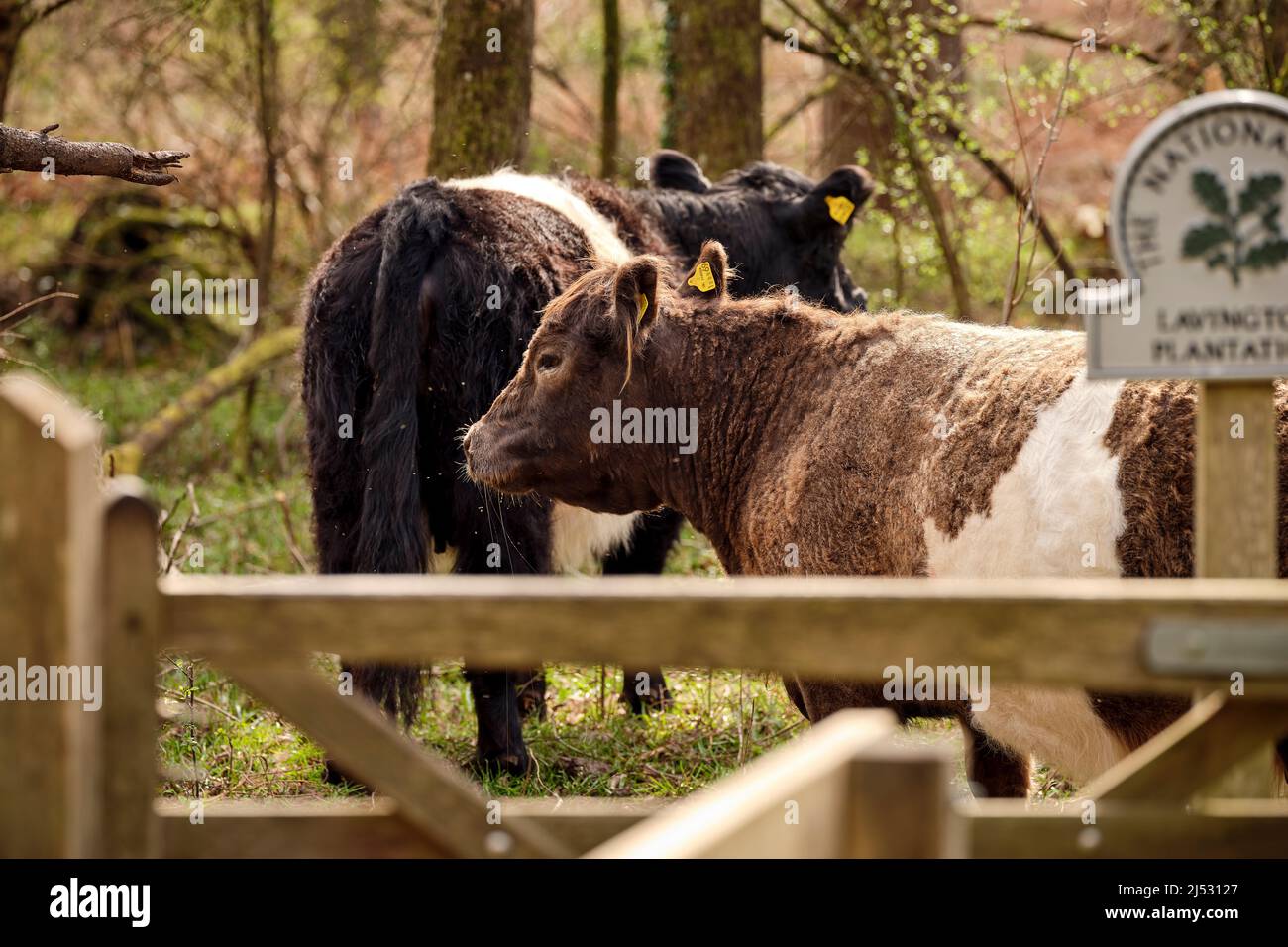 Cattle grazing the National Trust Lavington Plantation near Graffham ...