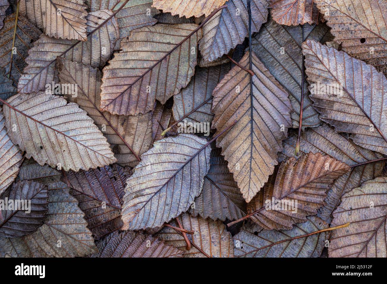 Fallen Red Alder, Alnus rubra, in December, Olympic Peninsula ...