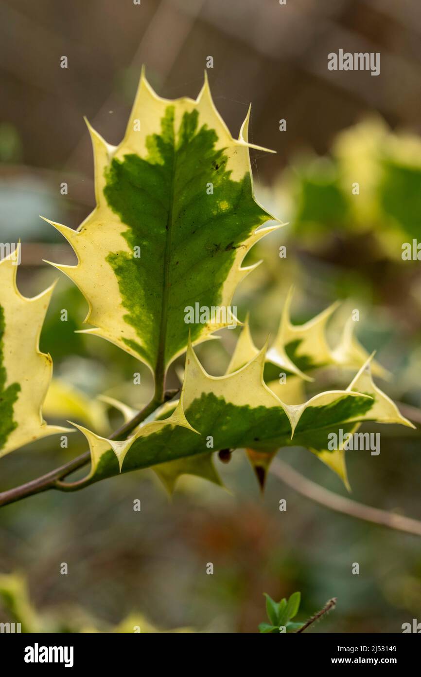 Natural close-up still-life of backlit variegated Ilex, holly Stock ...