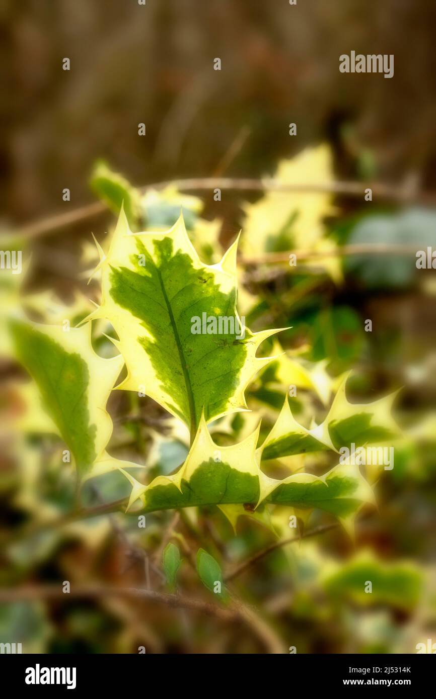 Natural close-up still-life of backlit variegated Ilex, holly Stock ...