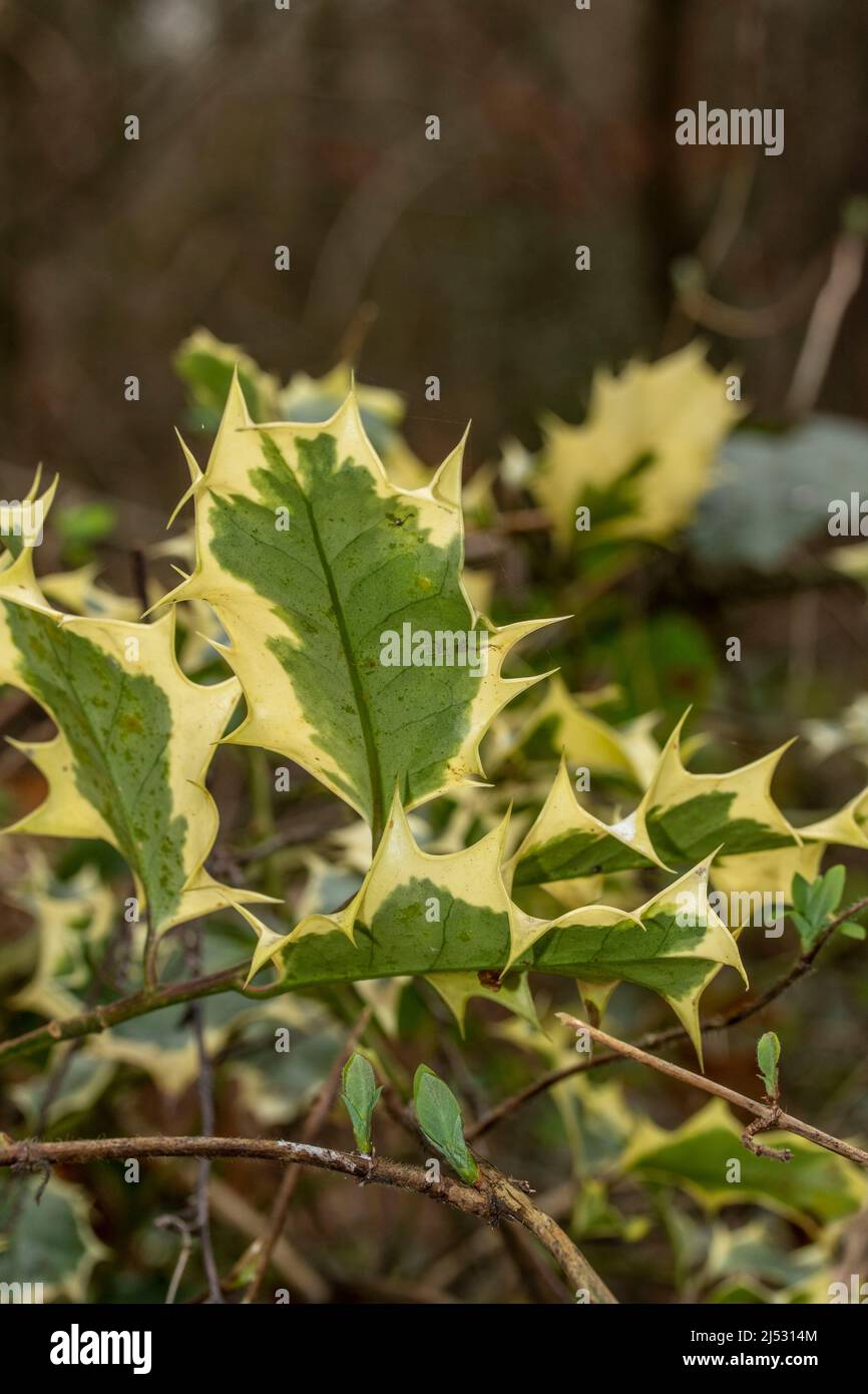 Natural close-up still-life of backlit variegated Ilex, holly Stock ...