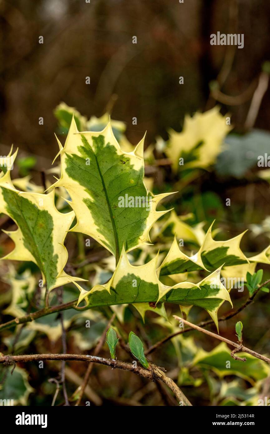 Natural close-up still-life of backlit variegated Ilex, holly Stock ...