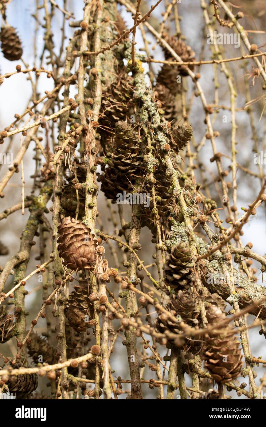 Late winter conifer tree/cones in close -up showing patterns and ...