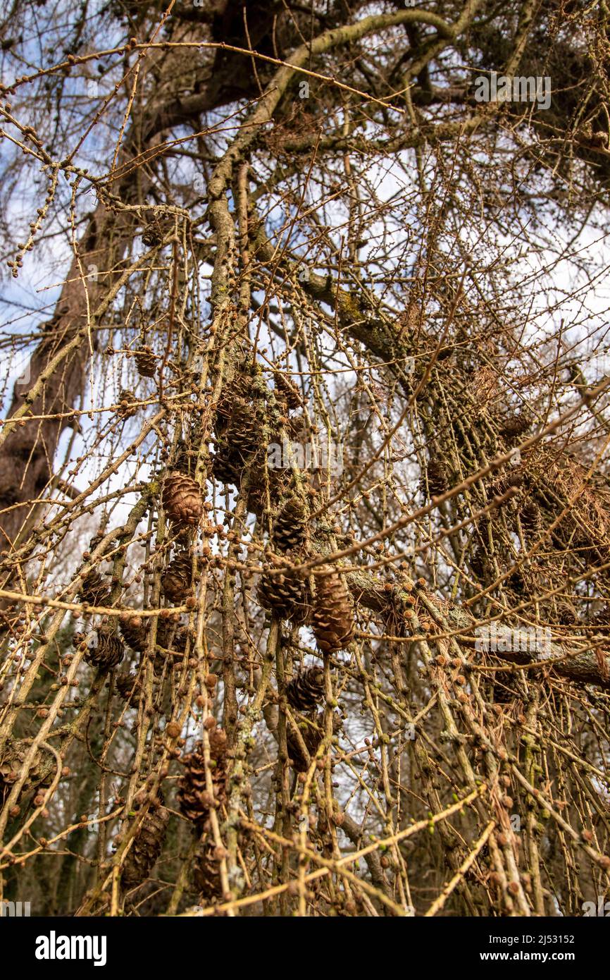 Late winter conifer tree/cones in close -up showing patterns and ...