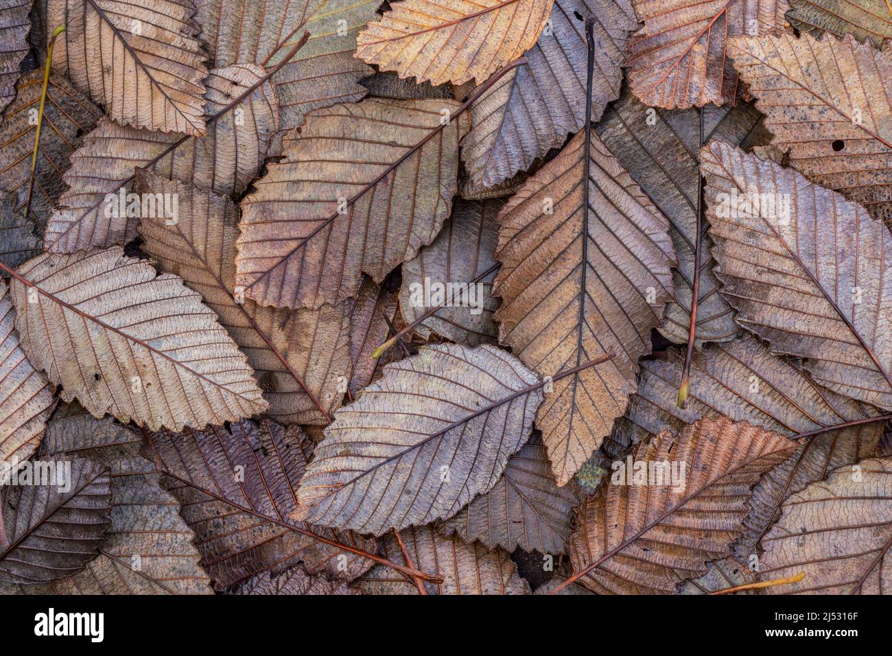 Fallen Red Alder, Alnus rubra, in December, Olympic Peninsula ...