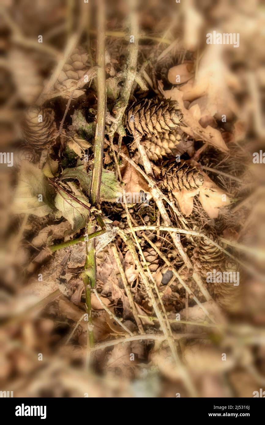 Late winter conifer tree/cones in close -up showing patterns and ...