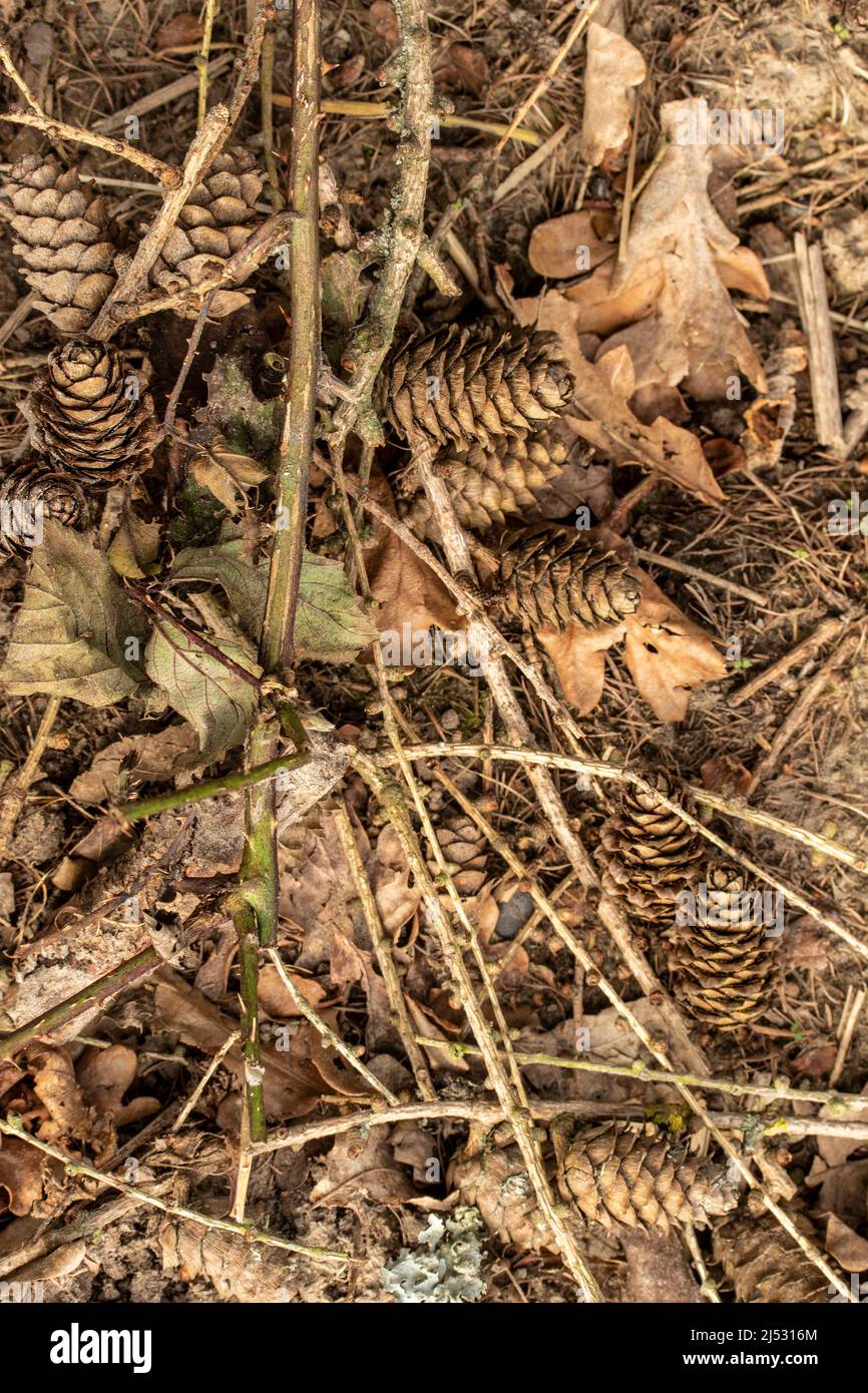 Late winter conifer tree/cones in close -up showing patterns and ...