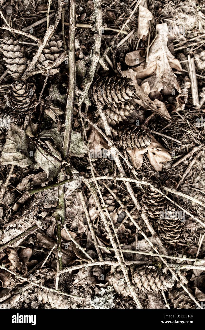 Late winter conifer tree/cones in close -up showing patterns and ...
