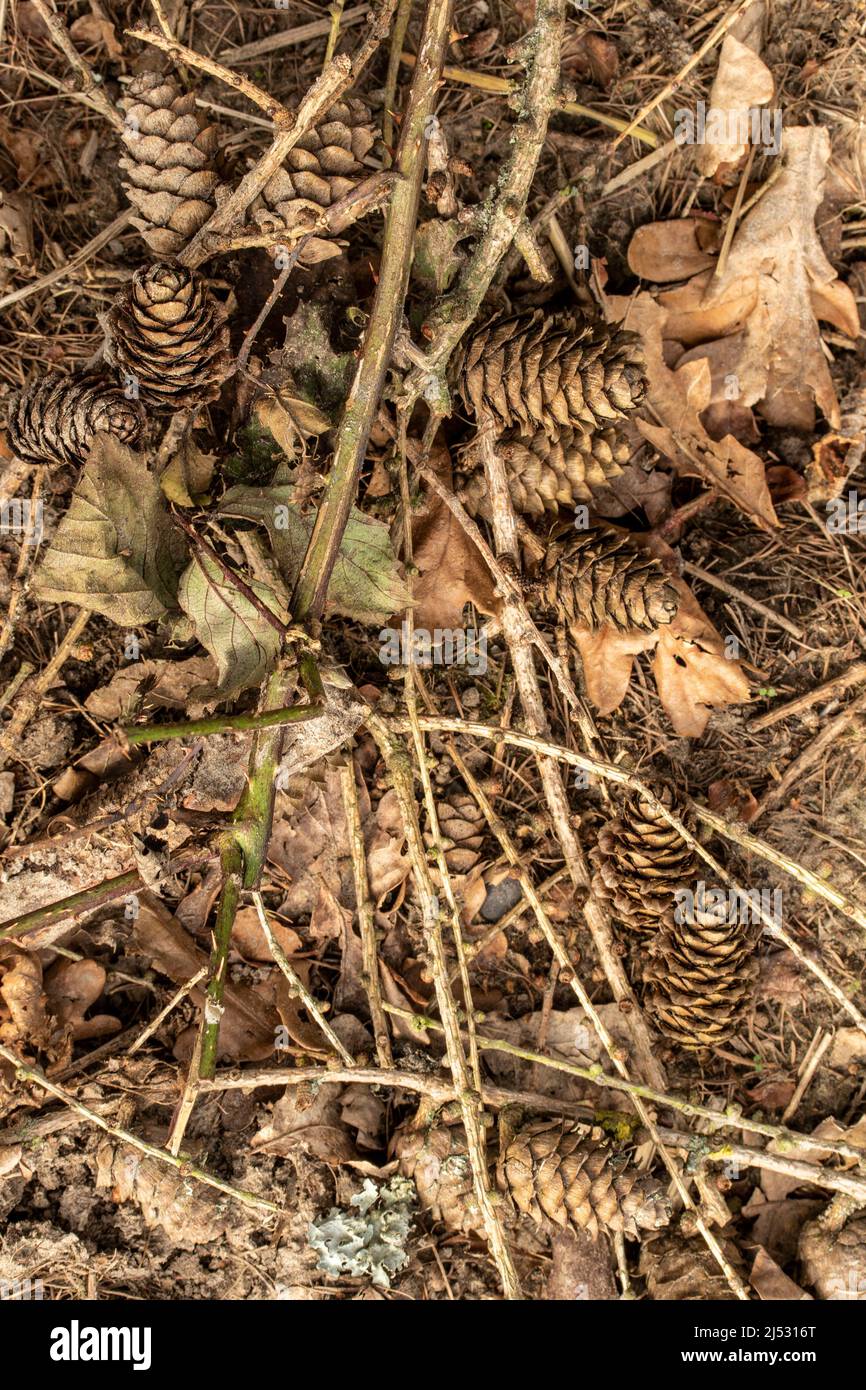 Late winter conifer tree/cones in close -up showing patterns and ...