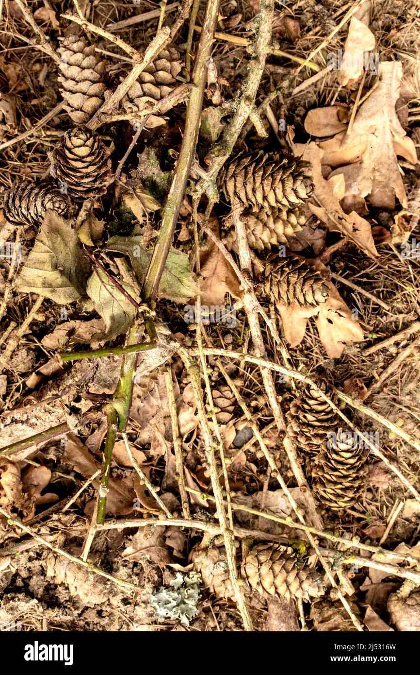 Late winter conifer tree/cones in close -up showing patterns and ...