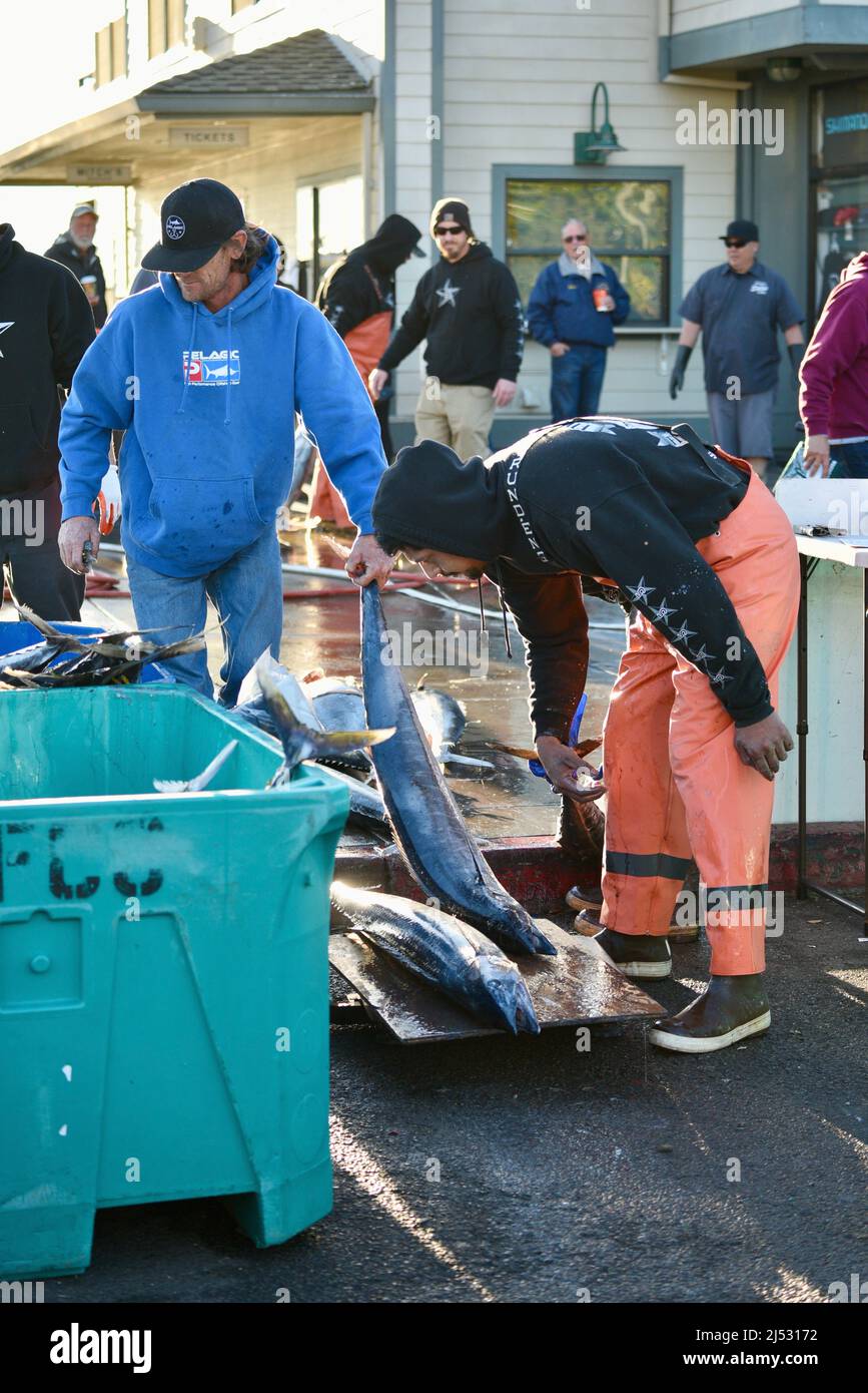 Large California yellowtail fish caught in Pacific Ocean, catch ...