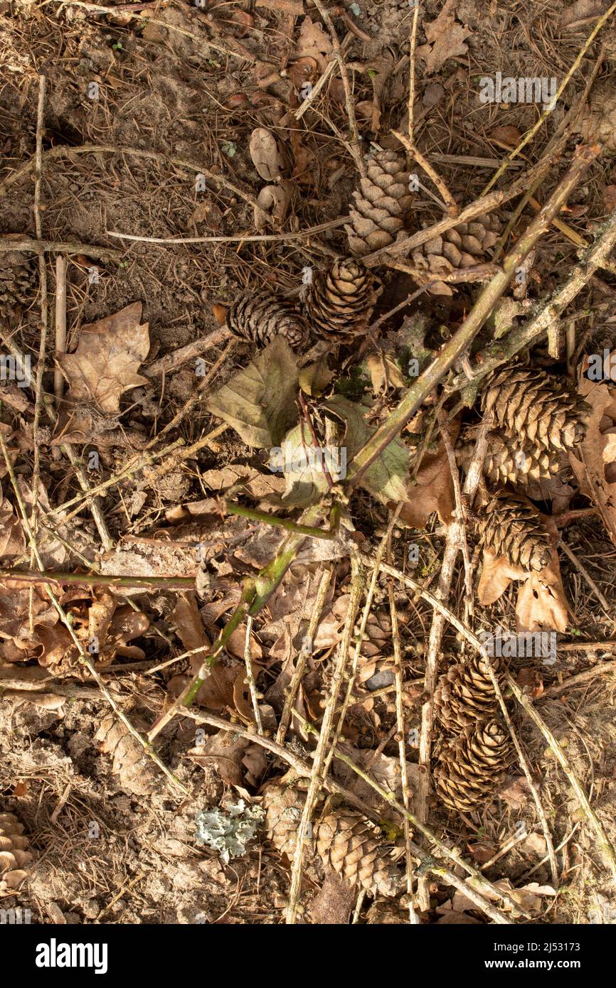 Late winter conifer tree/cones in close -up showing patterns and ...