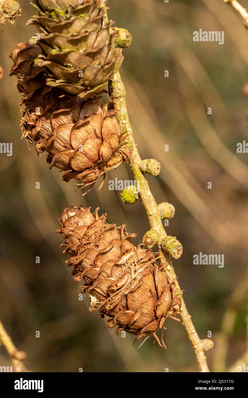 Late winter conifer tree/cones in close -up showing patterns and ...