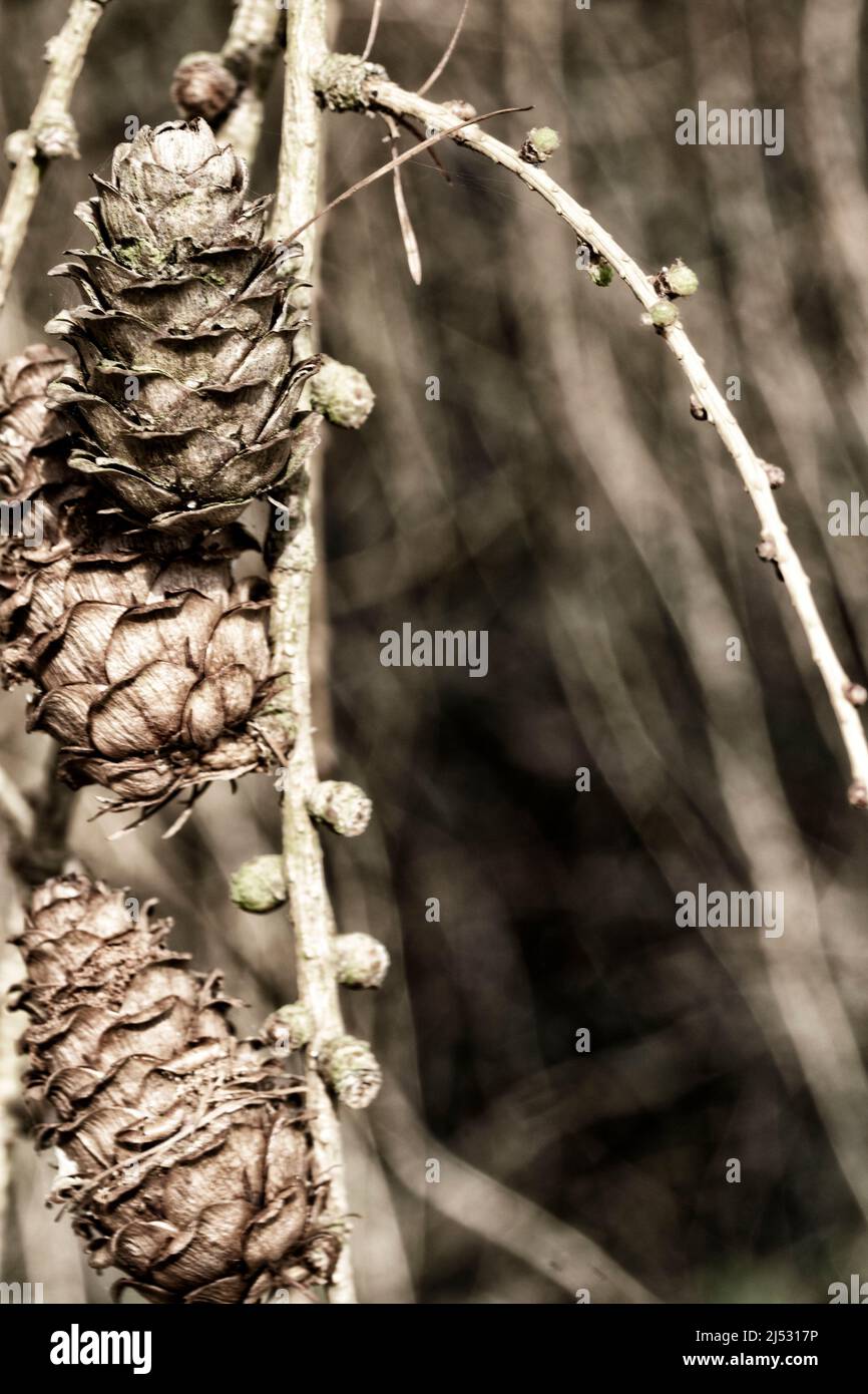 Late winter conifer tree/cones in close -up showing patterns and ...