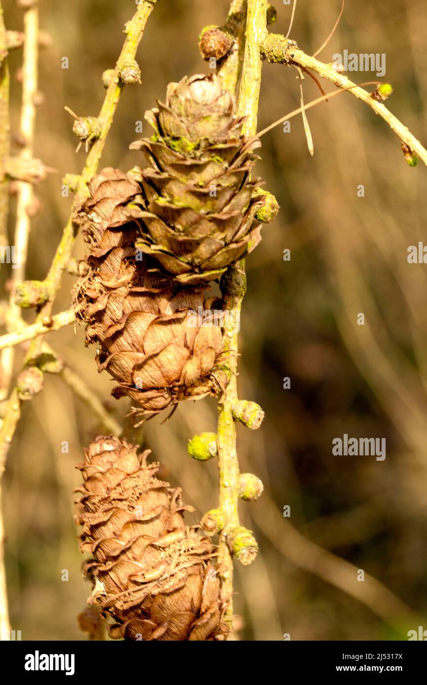Late winter conifer tree/cones in close -up showing patterns and ...
