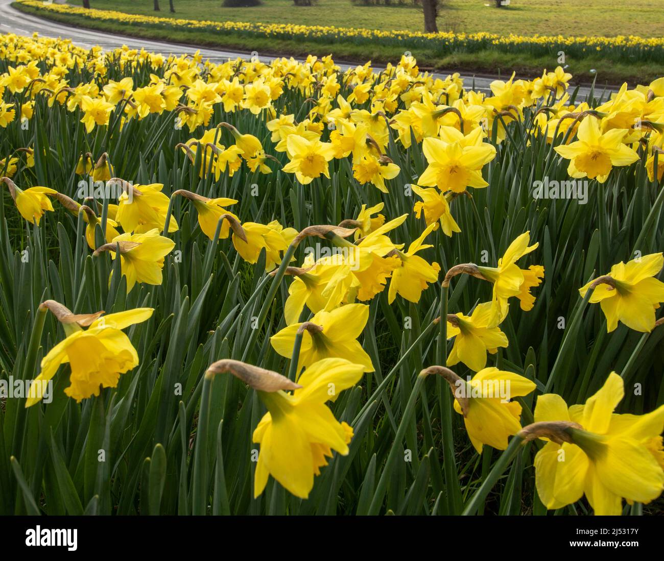Massed ranks of radiant spring daffodils flowering, natural close-up ...
