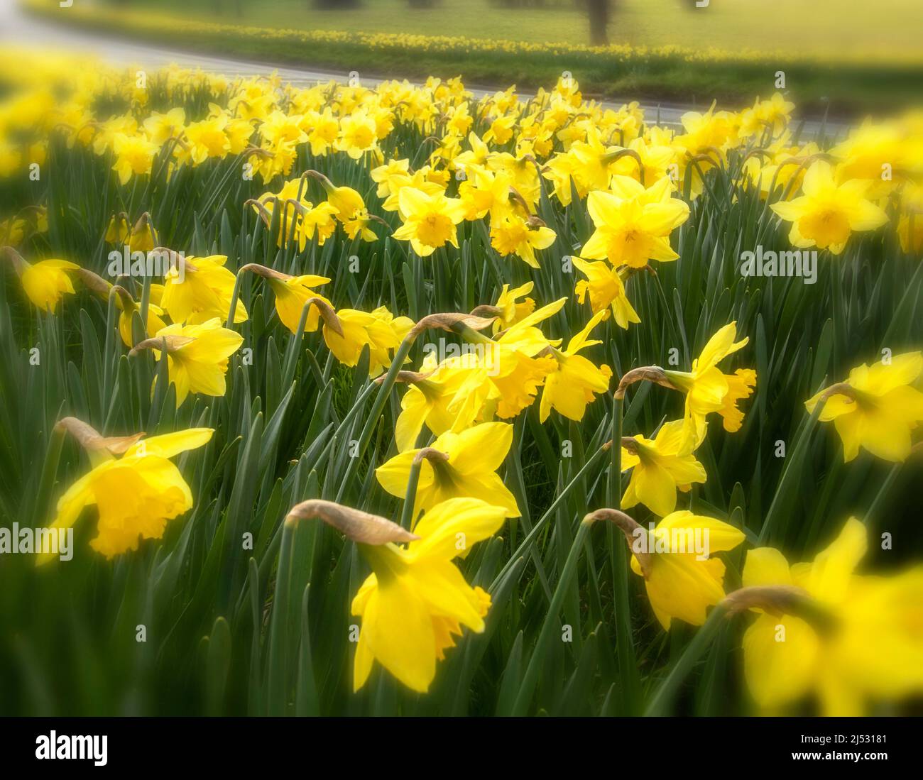 Massed ranks of radiant spring daffodils flowering, natural close-up ...