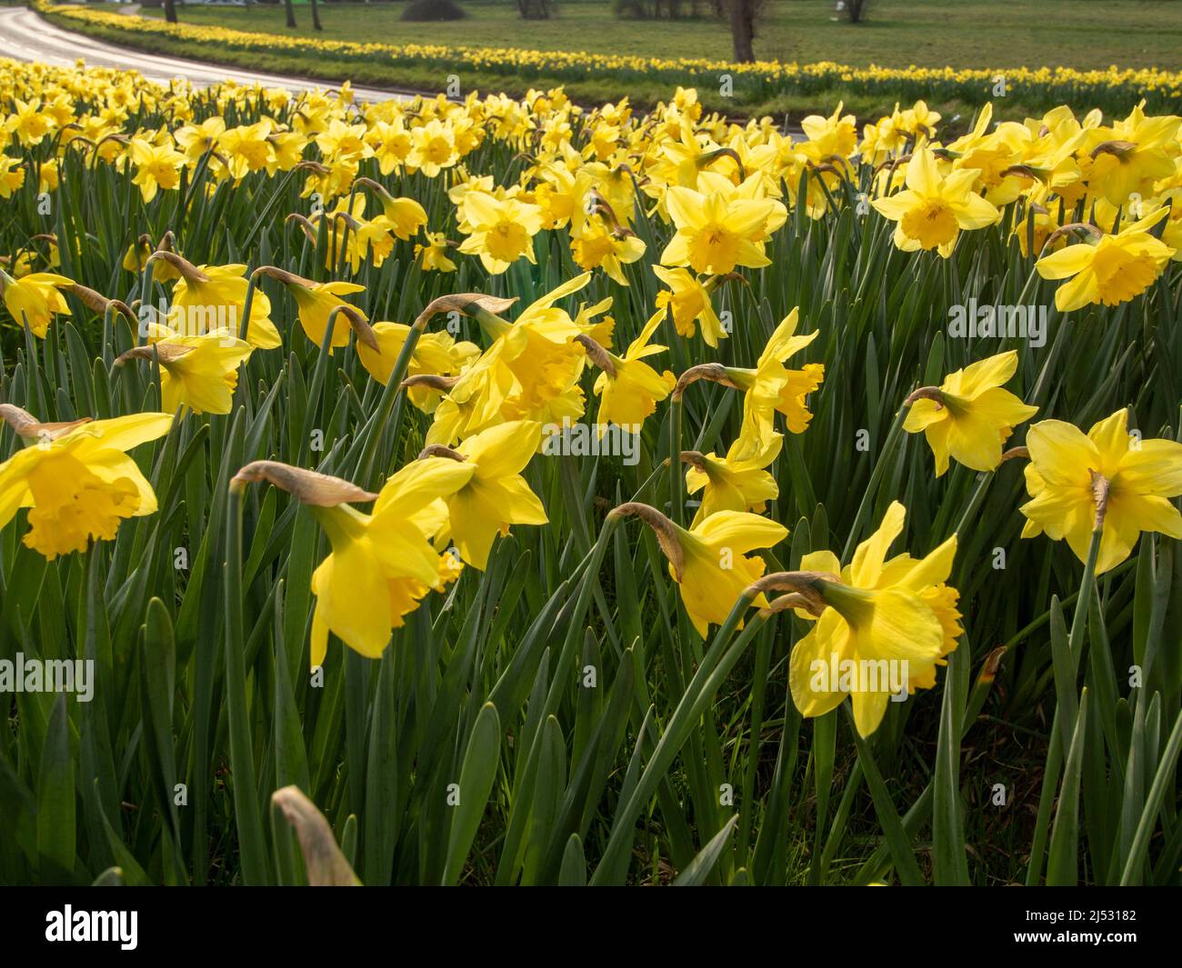 Massed ranks of radiant spring daffodils flowering, natural close-up ...