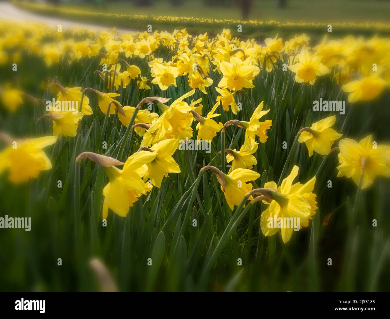 Massed ranks of radiant spring daffodils flowering, natural close-up ...