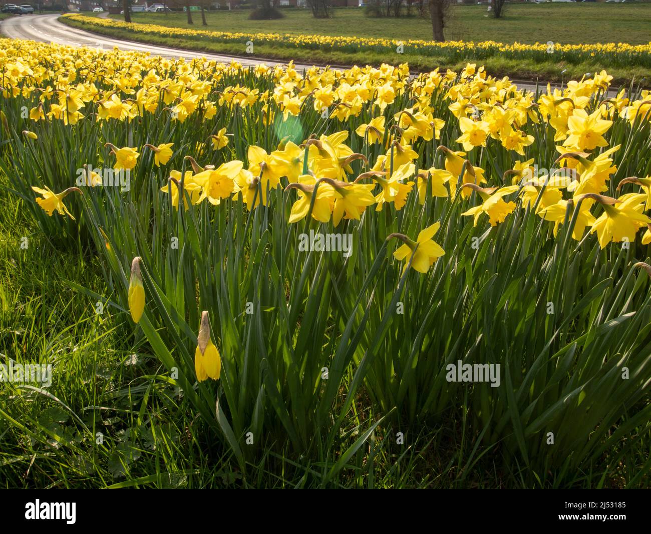 Massed ranks of radiant spring daffodils flowering, natural close-up ...