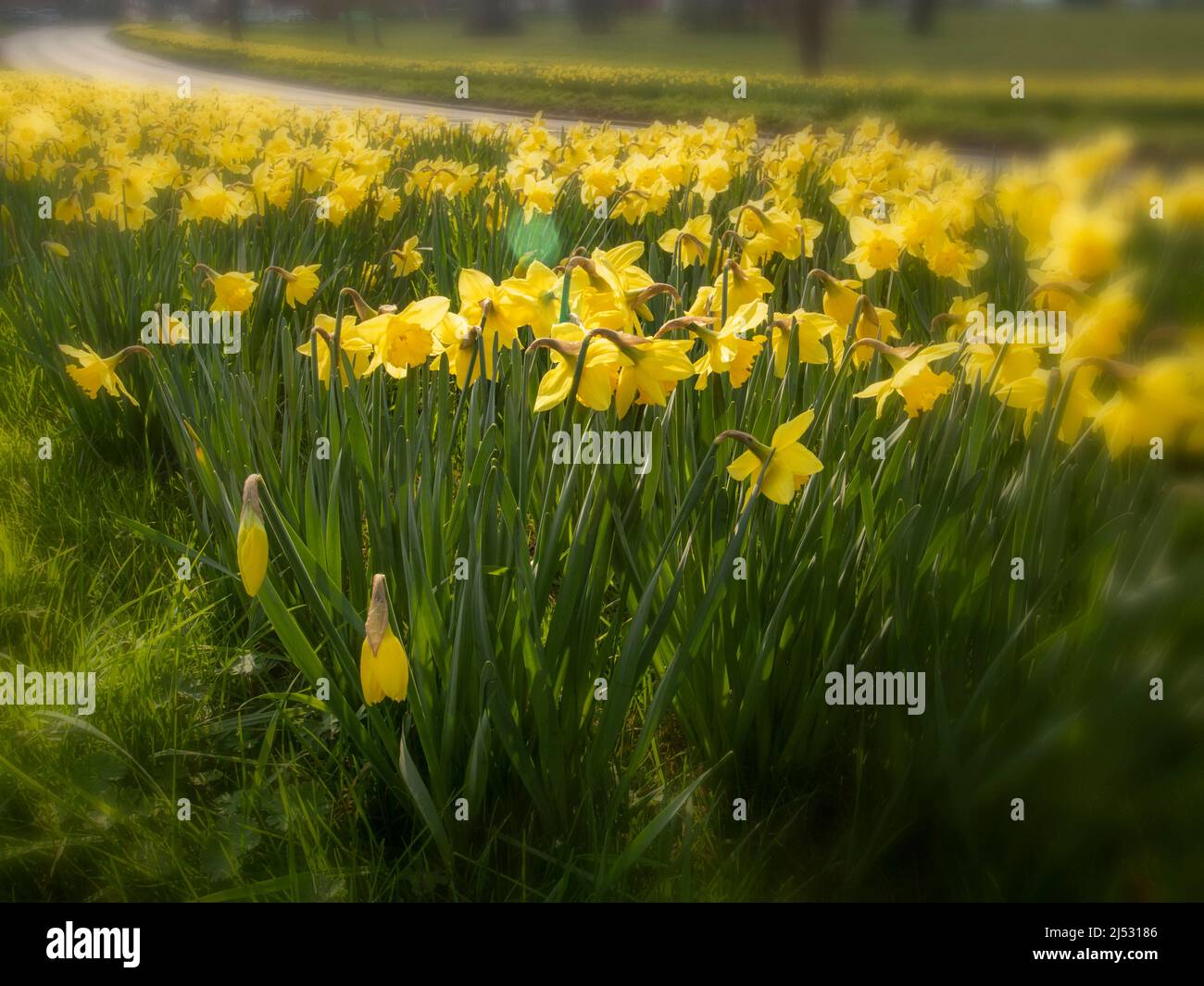 Massed ranks of radiant spring daffodils flowering, natural close-up ...