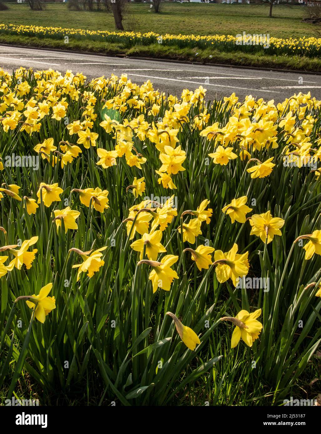 Massed ranks of radiant spring daffodils flowering, natural close-up ...