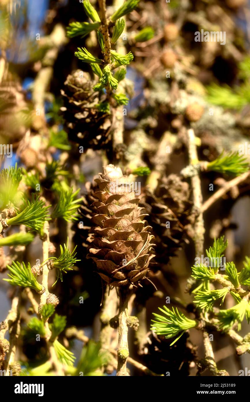 Late winter conifer tree/cones in close -up showing patterns and ...