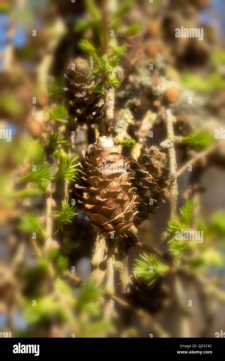 Late winter conifer tree/cones in close -up showing patterns and ...