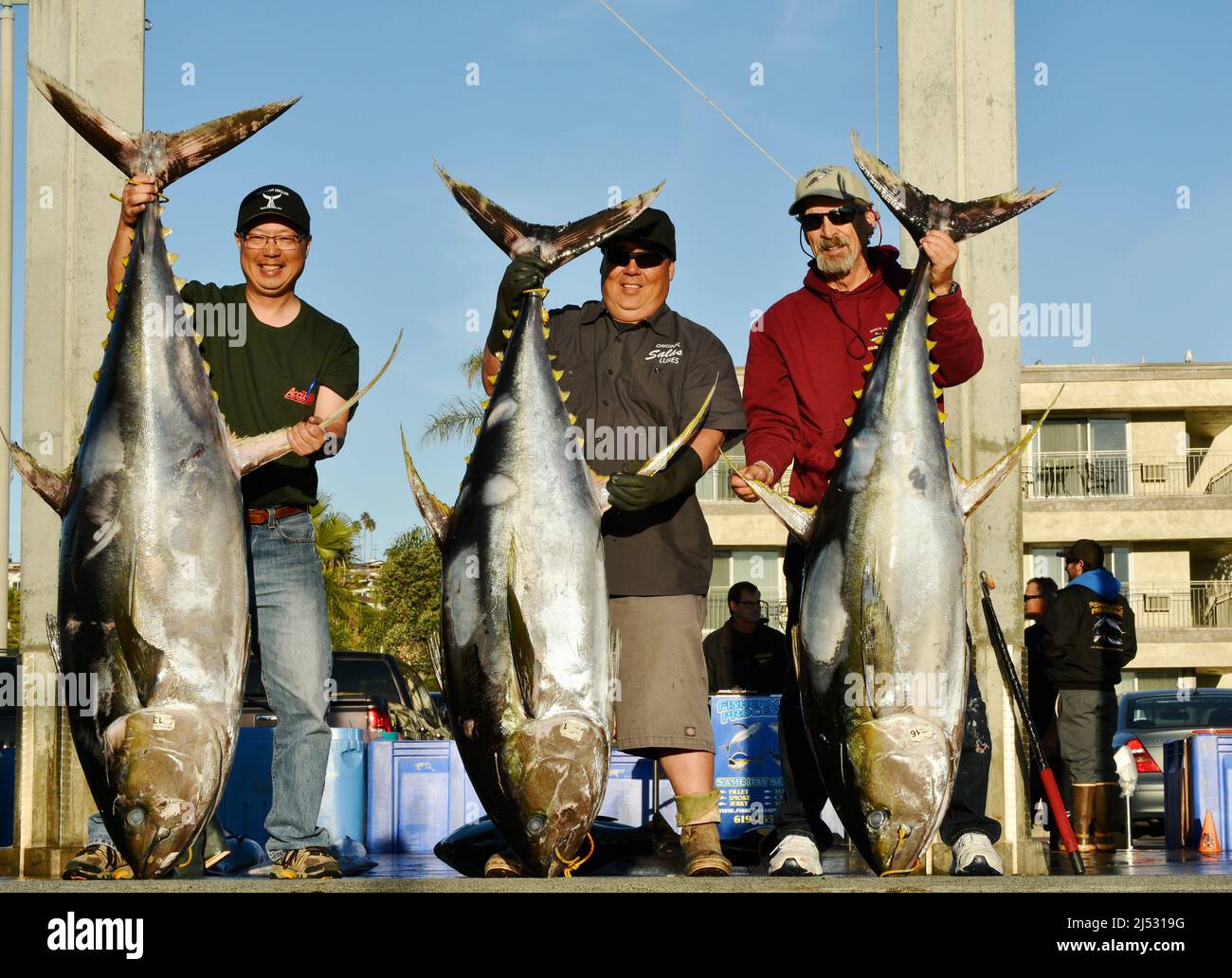 Large tuna fish caught in Pacific Ocean by sports fisherman, catch ...