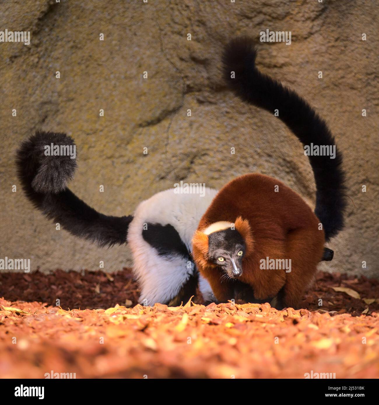 Black and white ruffed lemur sun hi-res stock photography and images ...