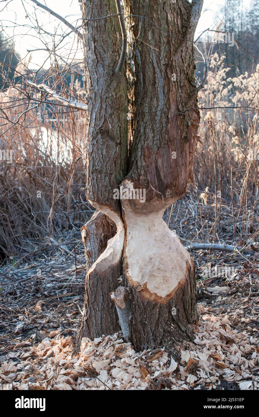 Image beaver art hi-res stock photography and images - Alamy