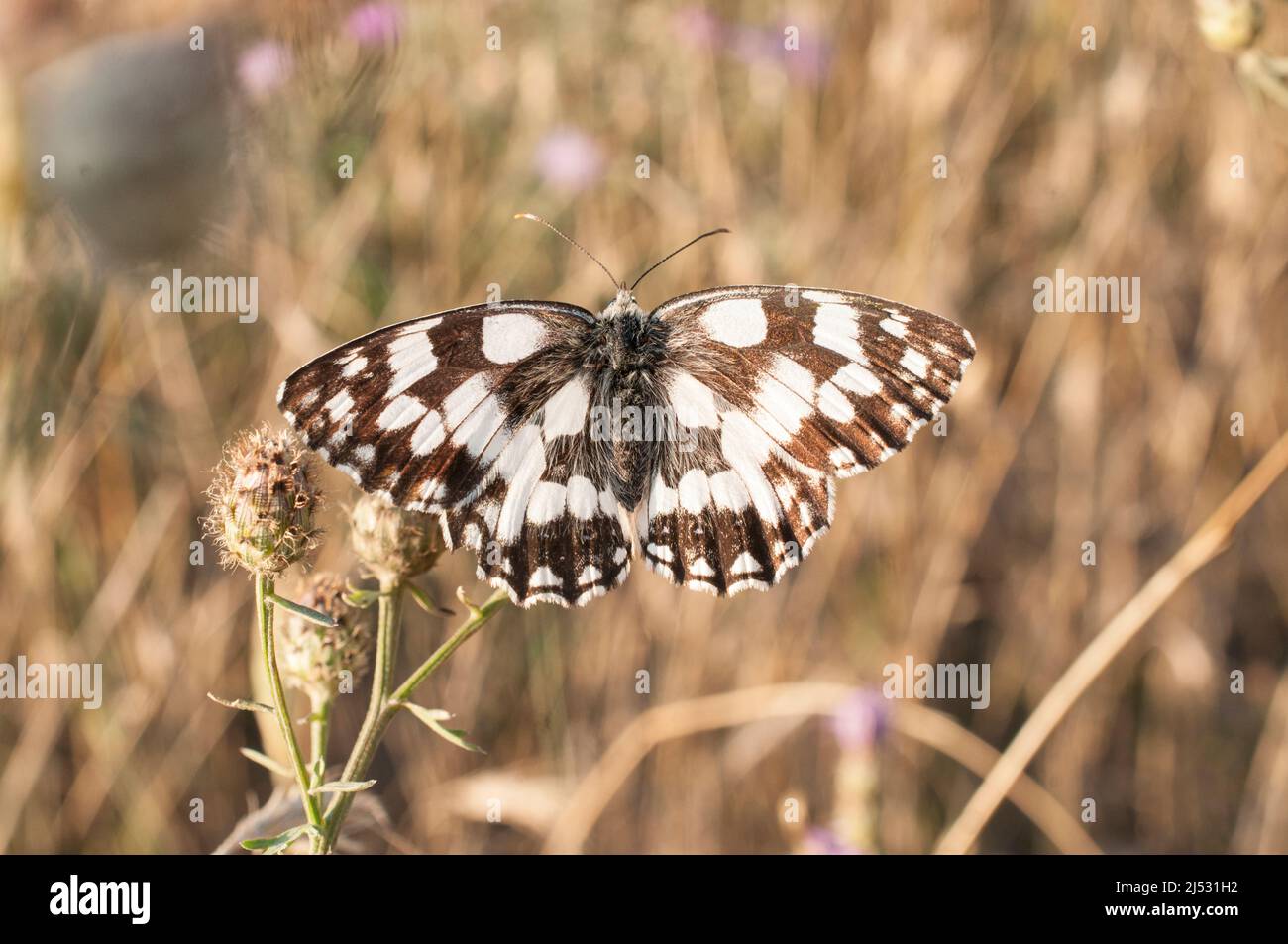 Butterfly slug hi-res stock photography and images - Alamy