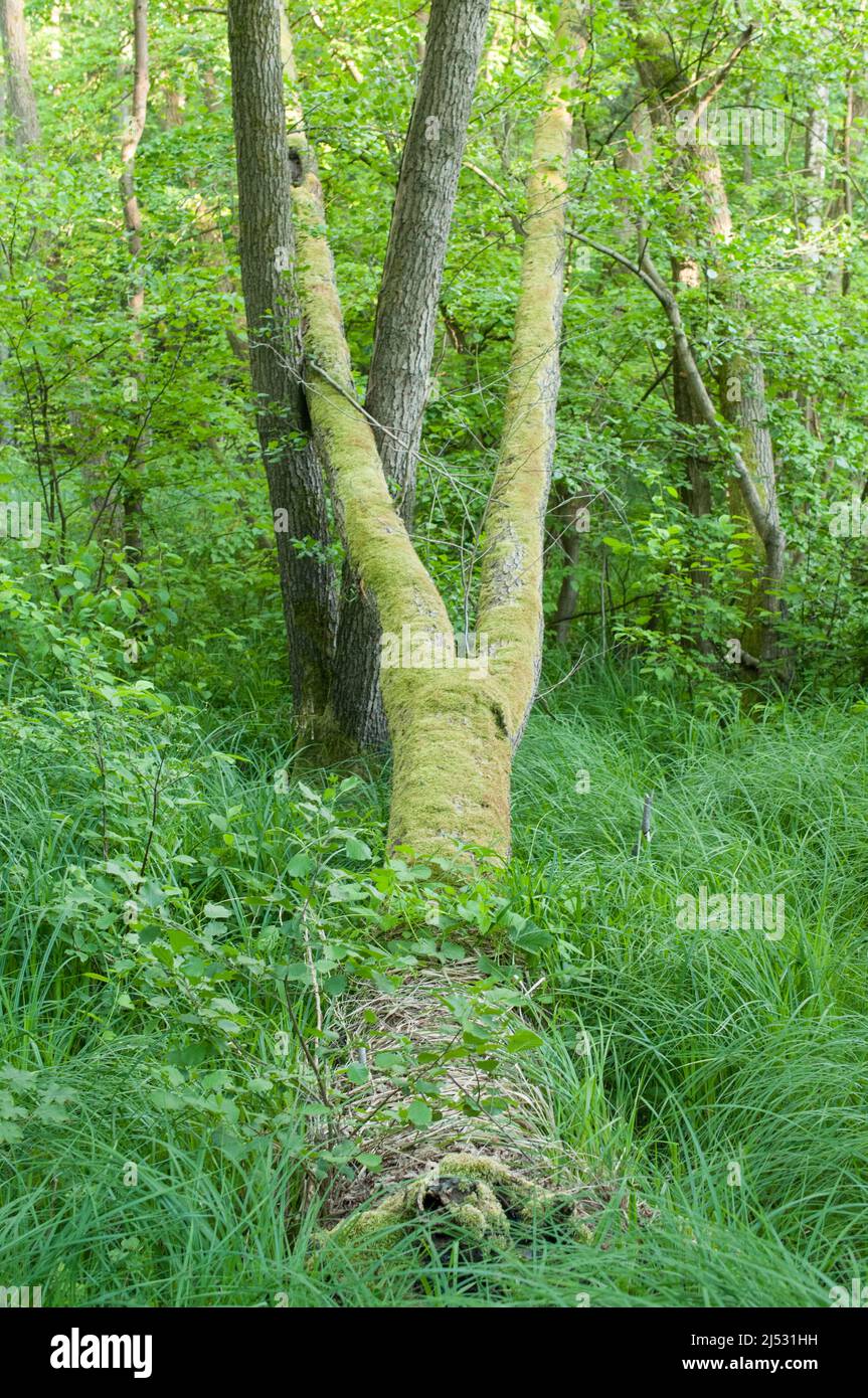 Fallen tree covered with greenery and moss hugs another tree Stock ...
