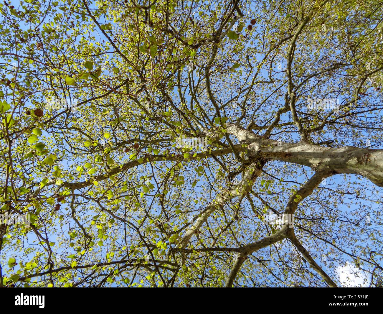 Simple pleasures; looking up through a tree canopy and feeling the ...