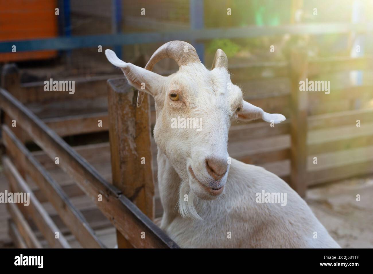 Wooden goat with horns hi-res stock photography and images - Alamy