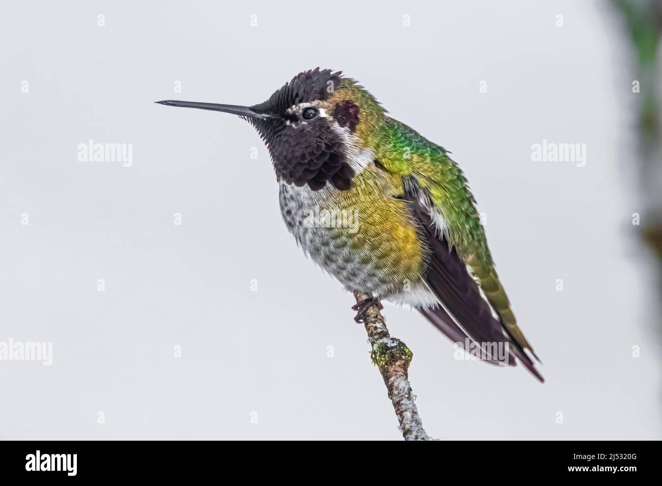 Anna's Hummingbird, Calypte anna, coming to a feeder in December on the ...