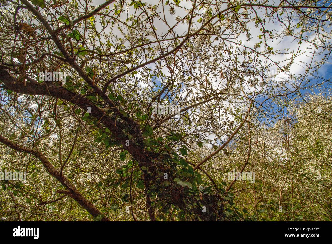 Simple pleasures; looking up through a tree canopy and feeling the ...
