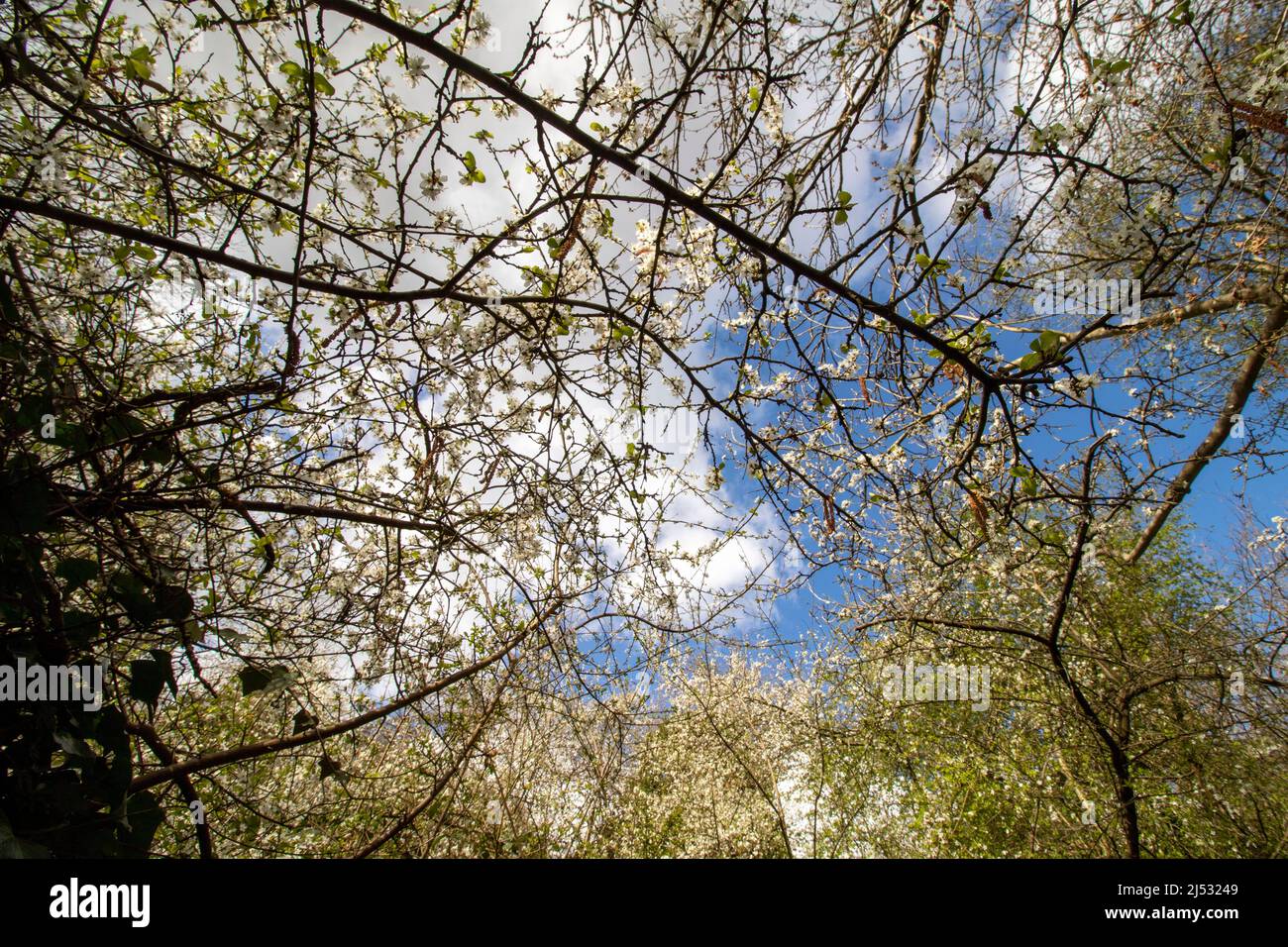 Simple pleasures; looking up through a tree canopy and feeling the ...