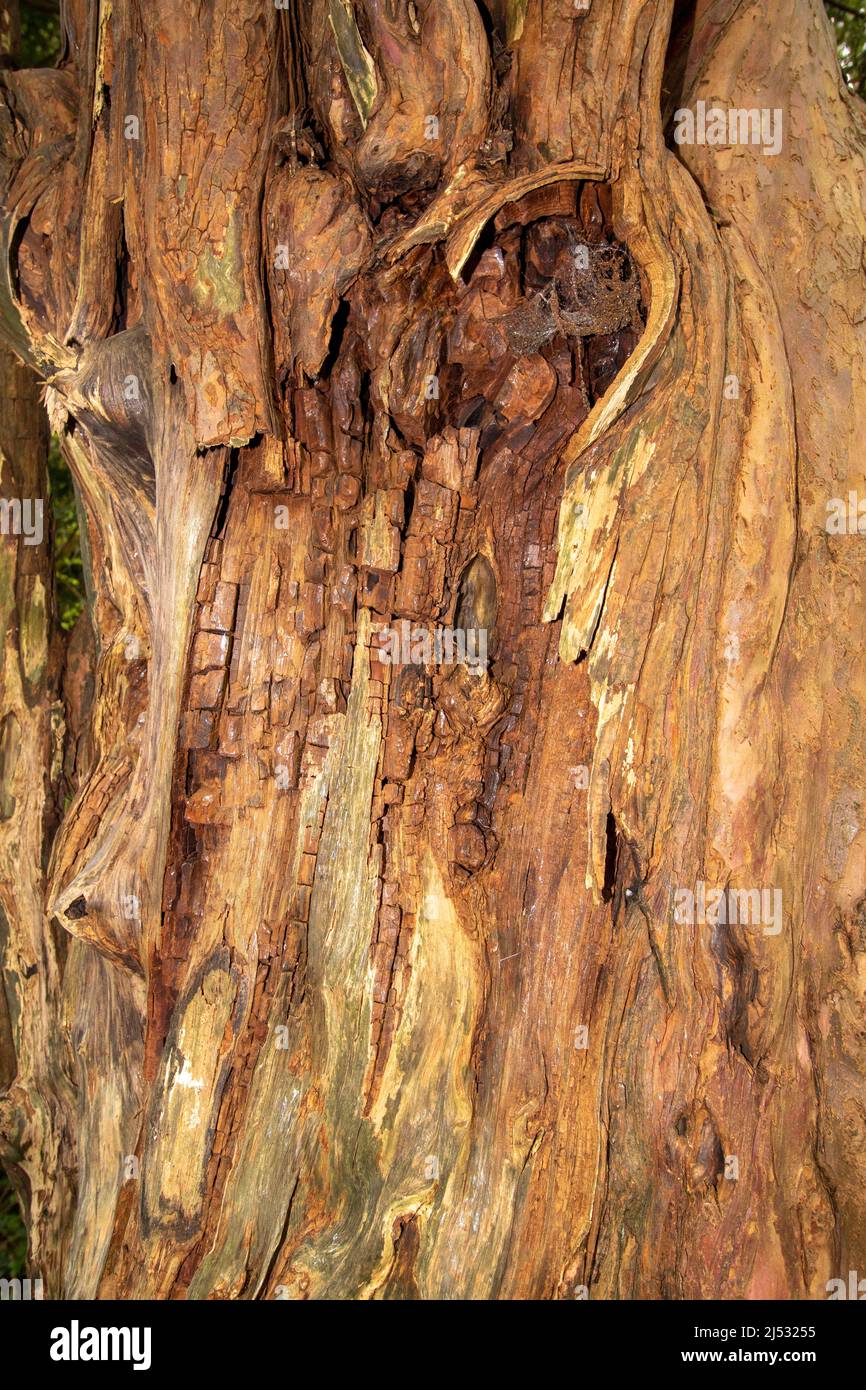 Plants complex morphology hi-res stock photography and images - Alamy