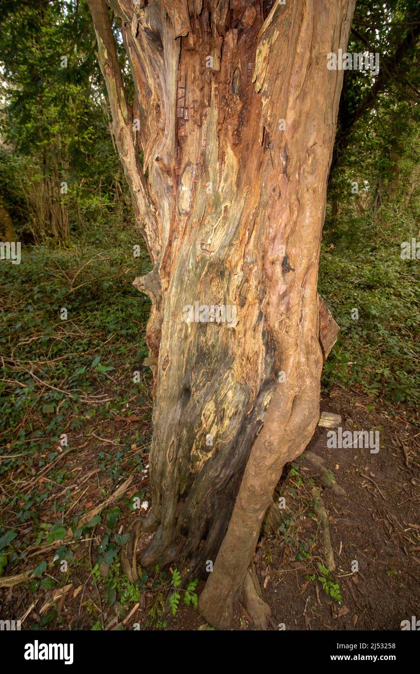Close-up natural found still-life of patterns and texture in tree trunk ...