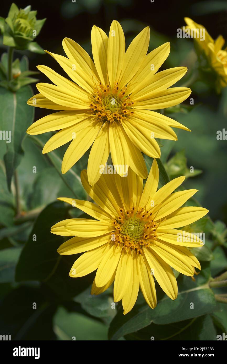 Jerusalem artichoke (Helianthus tuberosus). Called Sunroot, sunchoke ...