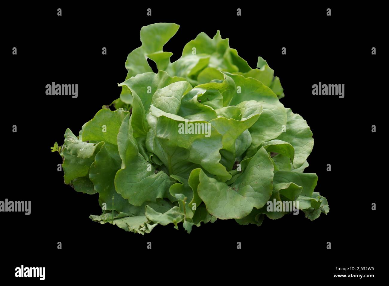 Background Lettuce in different Colour Bavaria Germany Stock Photo - Alamy