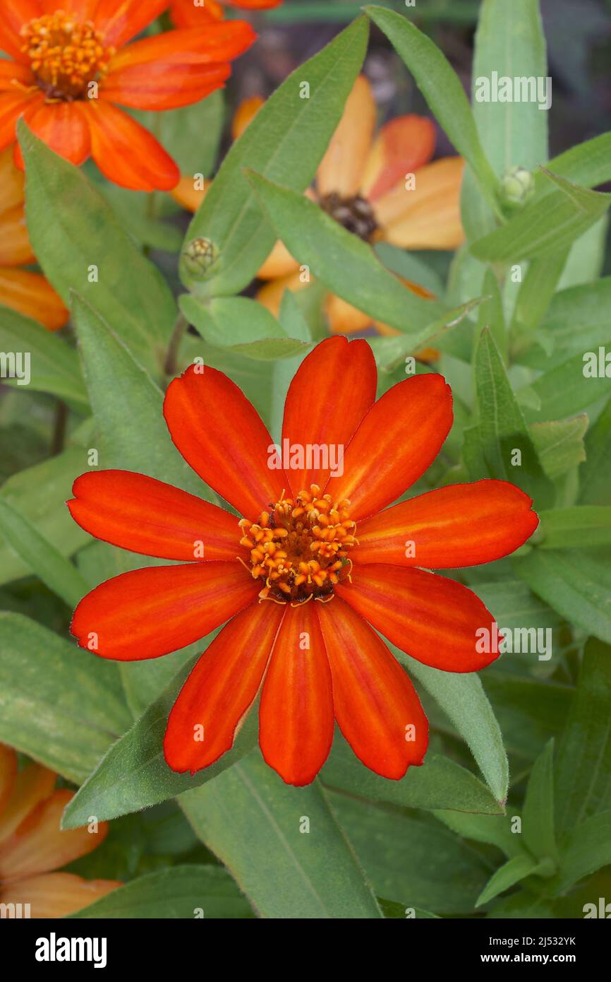 Narrowleaf zinnia (Zinnia angustifolia Stock Photo - Alamy