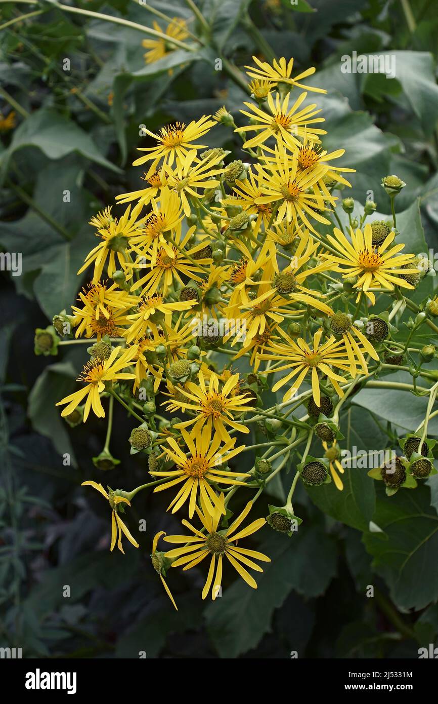 Jerusalem artichoke (Helianthus tuberosus). Called Sunroot, sunchoke ...