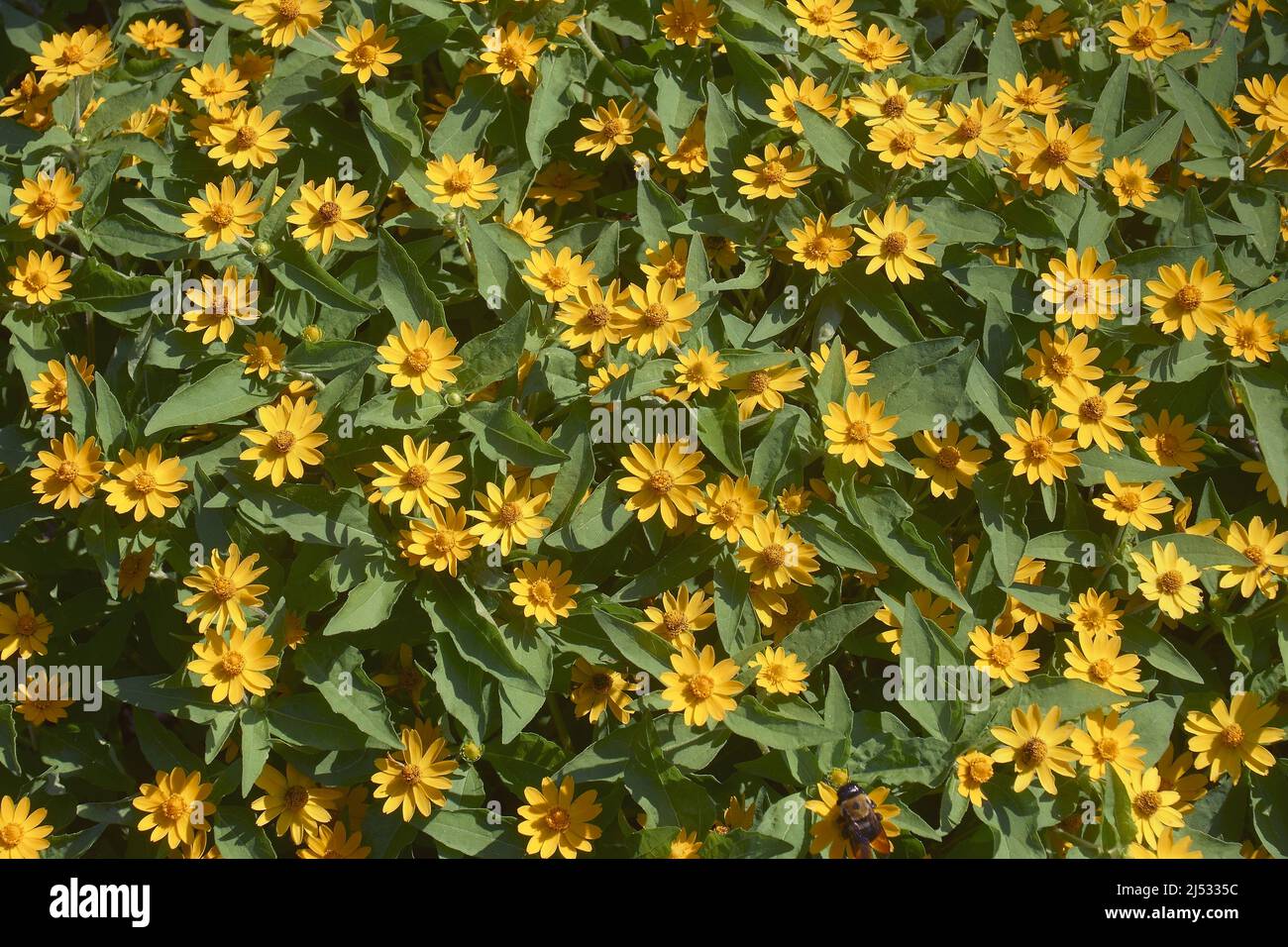 Butter daisy (Melampodium divaricatum Stock Photo - Alamy