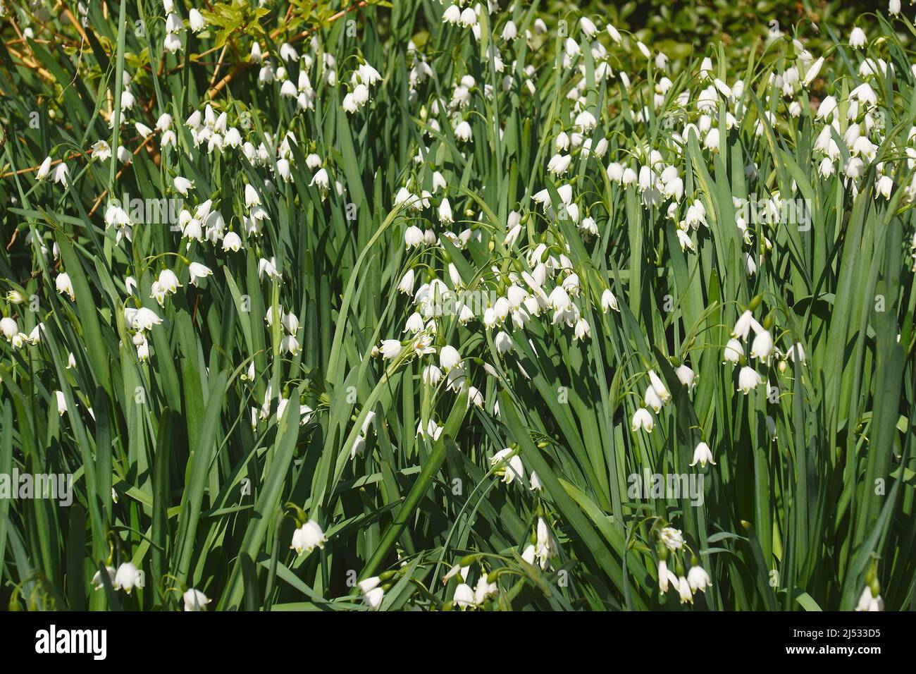 Summer snowflake (Leucojum aestivum). Called Loddon lily also Stock ...