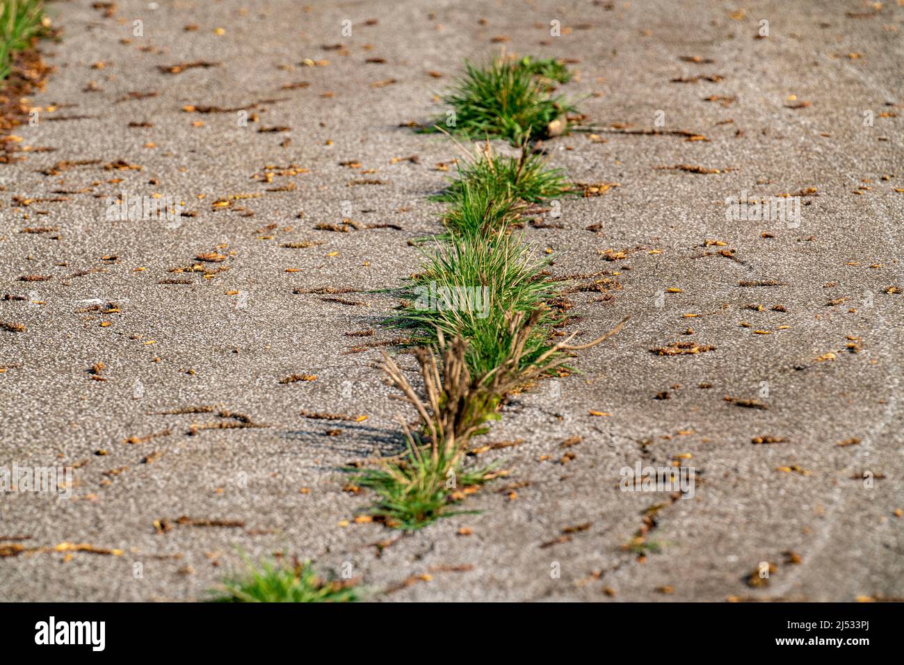 Old road, pavement, asphalt, crack in the roadway, grass growing out of ...