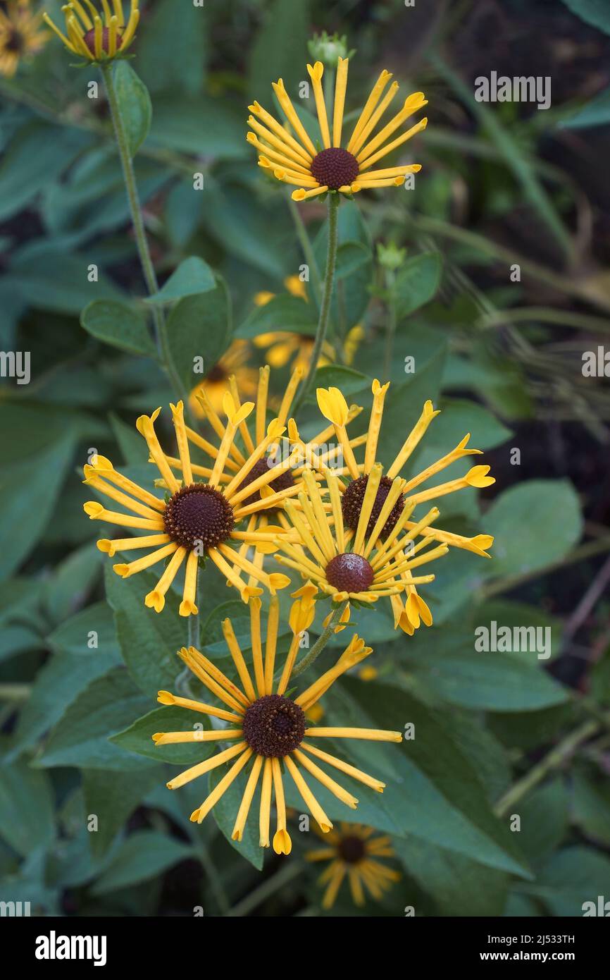 Sweet coneflower (Rudbeckia subtomentosa Stock Photo - Alamy