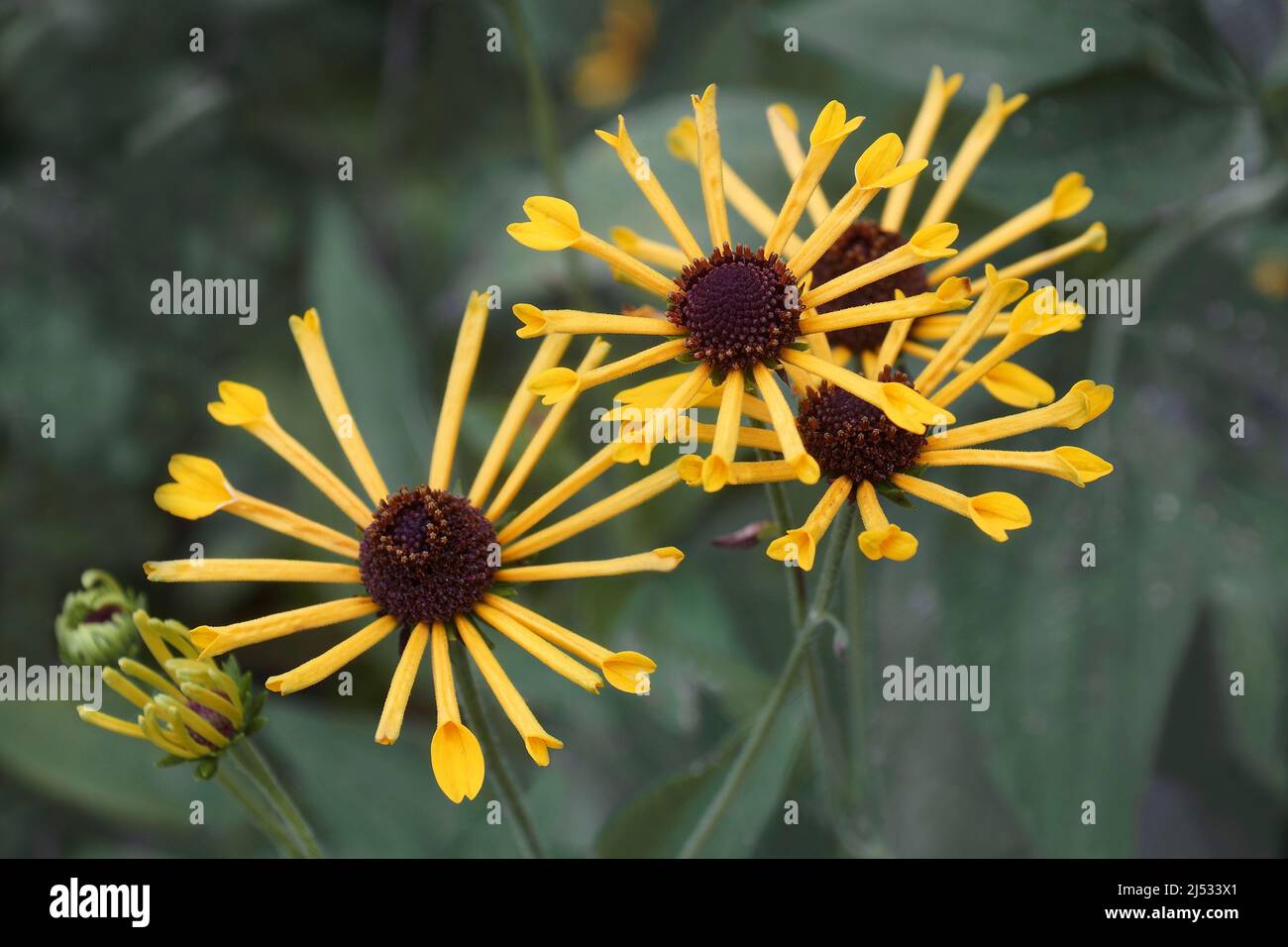 Sweet coneflower (Rudbeckia subtomentosa Stock Photo - Alamy